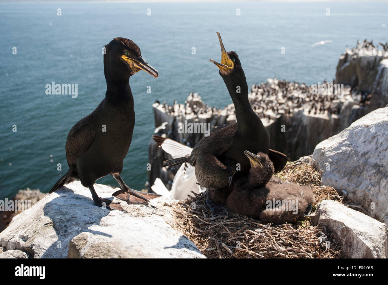 Shags with young hi-res stock photography and images - Alamy