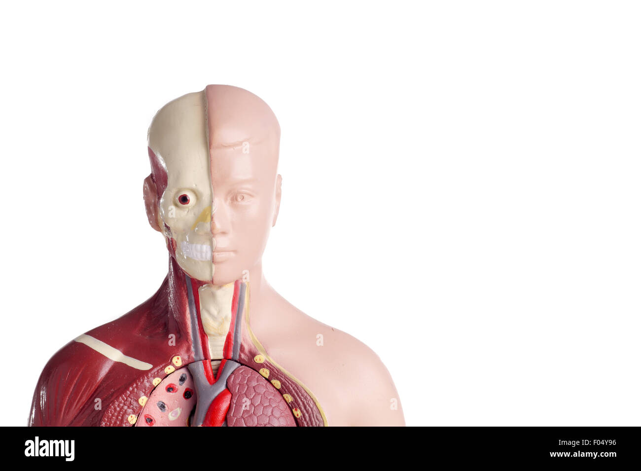 Anatomical model internal organs human hi-res stock photography and ...