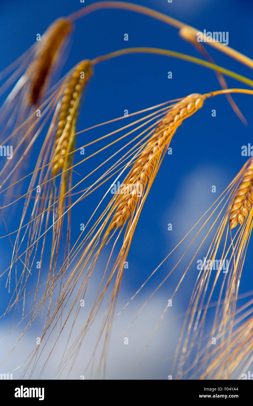 Barley ears ripening and nearly ready for harvest Stock Photo - Alamy