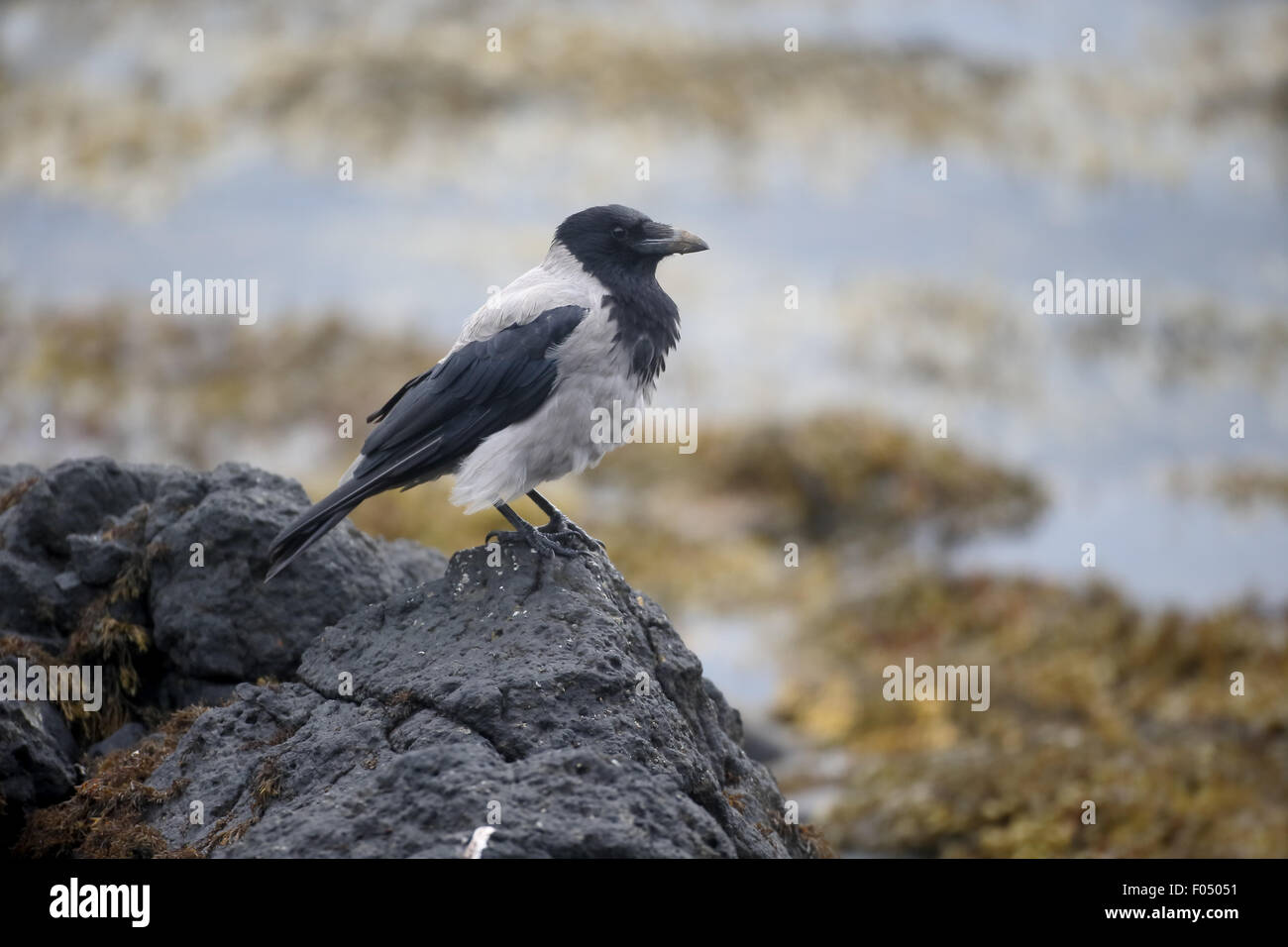 Hooded crow scotland hi-res stock photography and images - Alamy