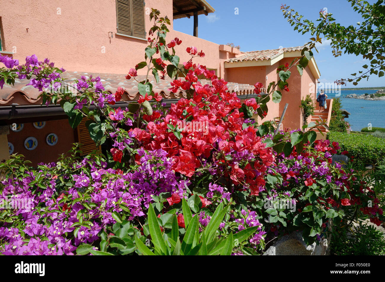 Sardinia, Italy: flowers of Bugainvillea Stock Photo - Alamy