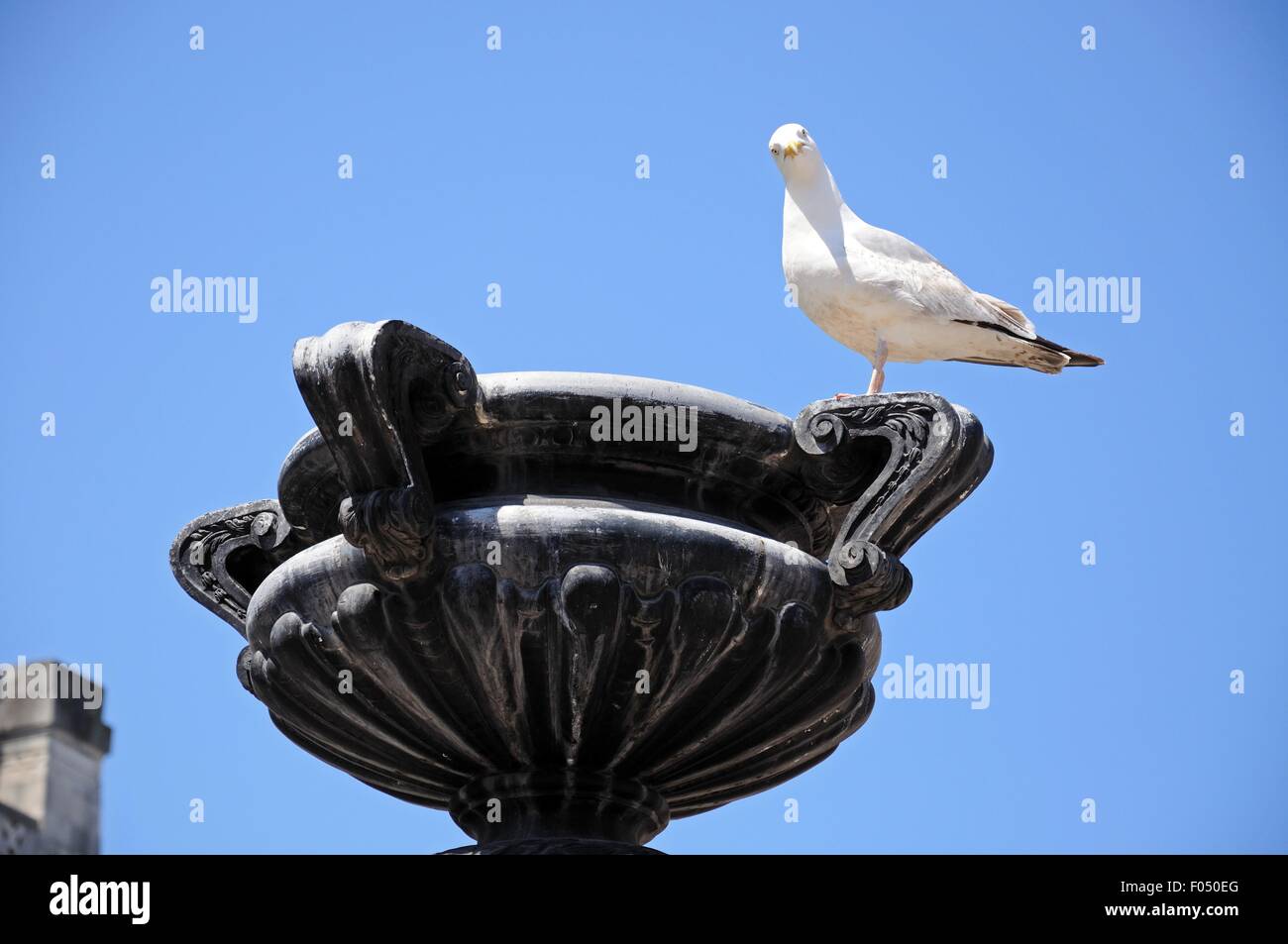 Seagull standing on a stone sculpture in Derby Square, Liverpool ...