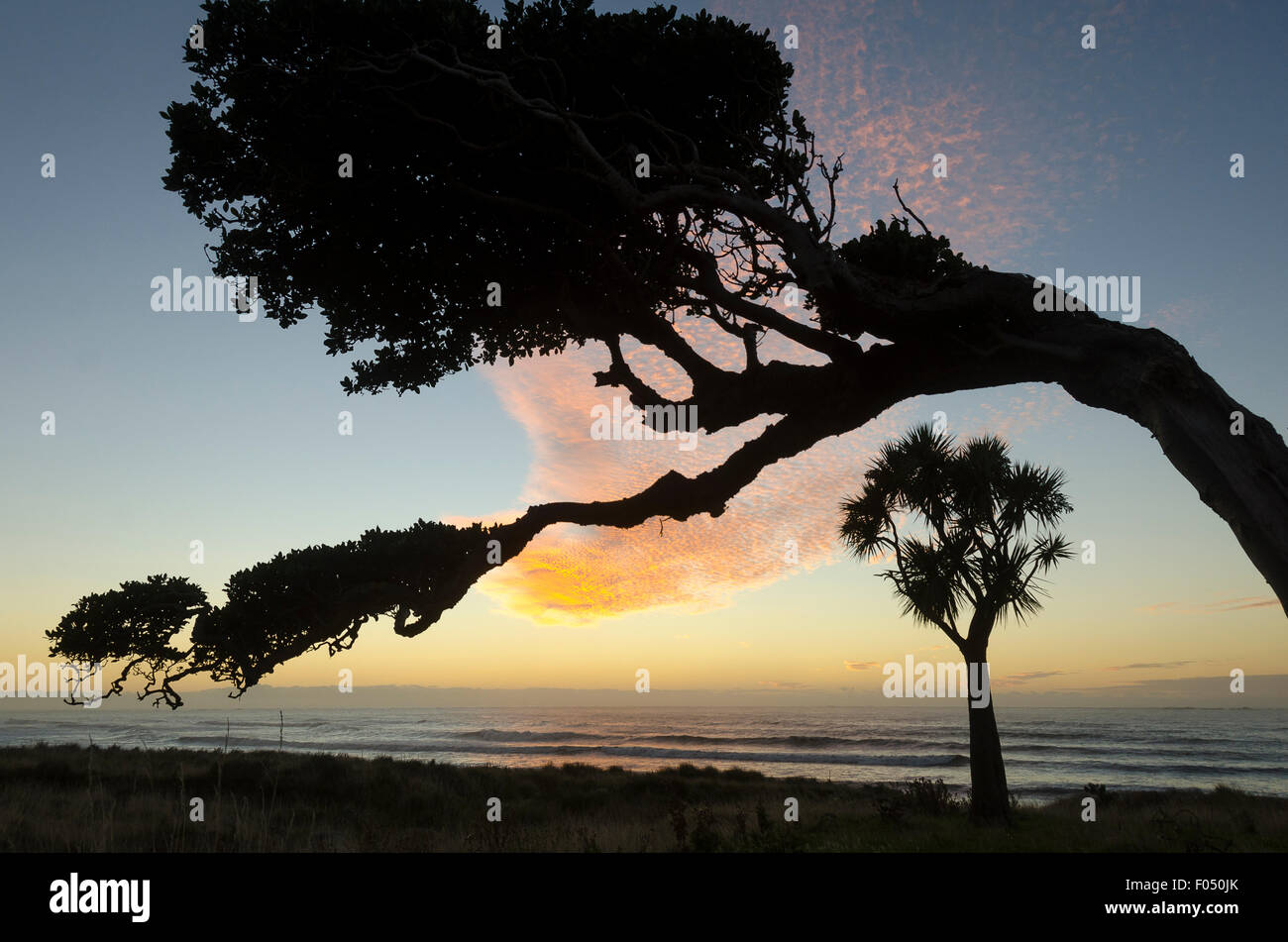 Corynocarpus laevigatus karaka tree hi-res stock photography and images ...