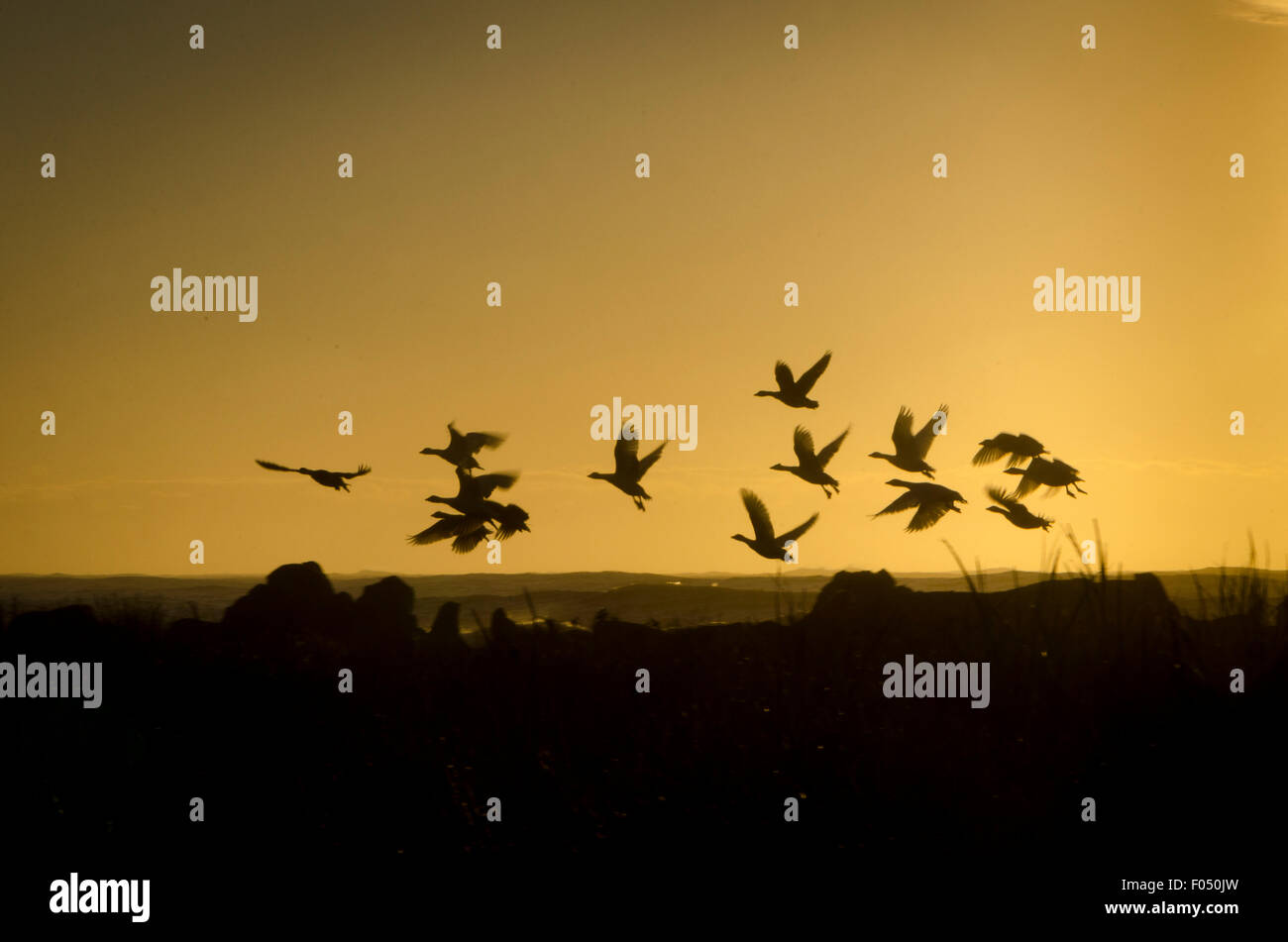 New zealand geese hi-res stock photography and images - Alamy