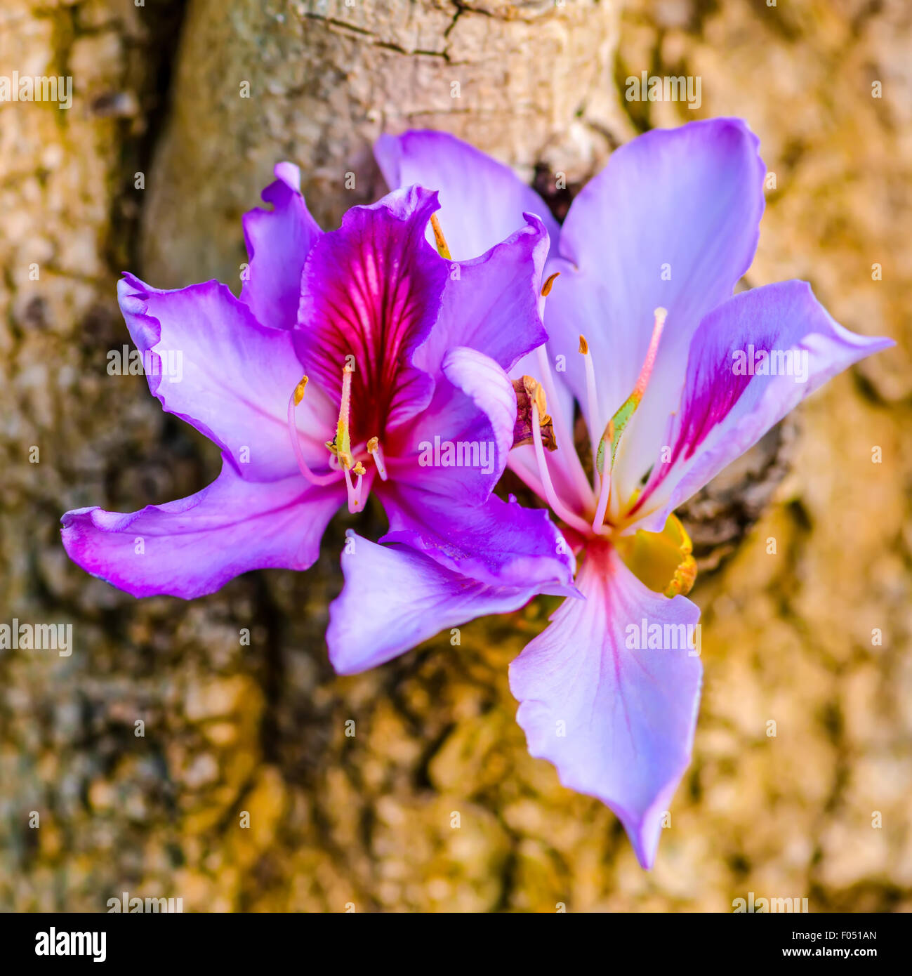 beautiful blooming purple Bauhinia purpurea or Orchid Tree on wood ...