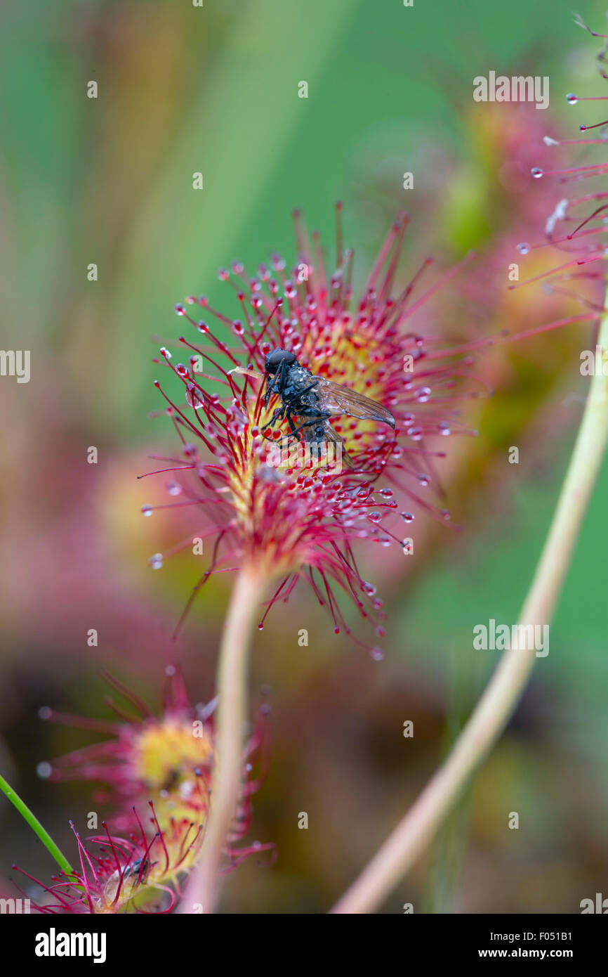 Great Sundew Drosera anglica with captured fly Stock Photo - Alamy