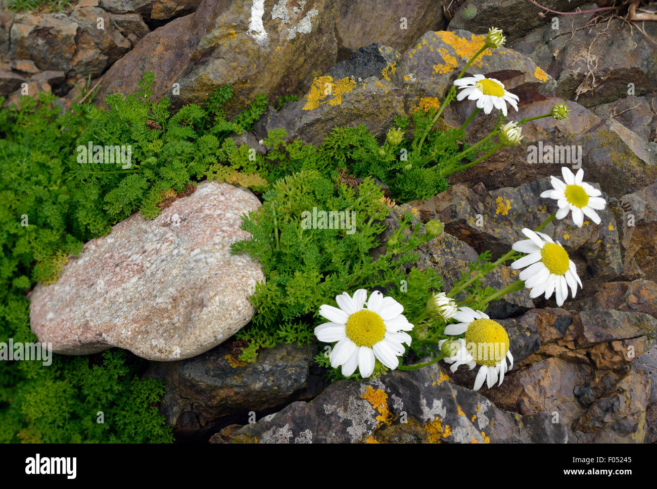 Sea Mayweed - Tripleurospermum maritimum Coastal daisy flower Stock ...