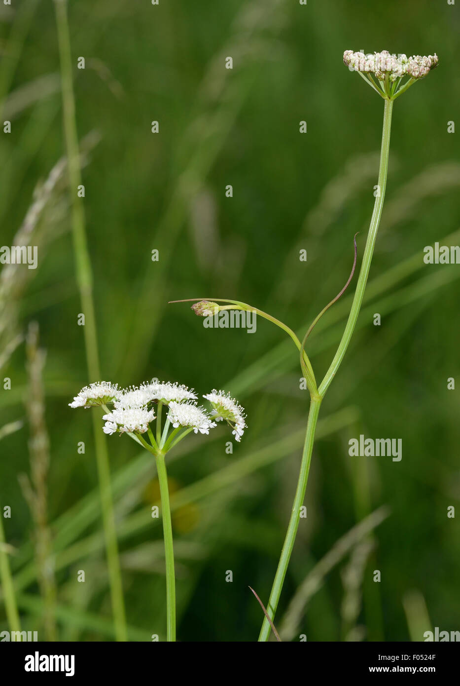 The corky fruited water dropwort hi-res stock photography and images ...