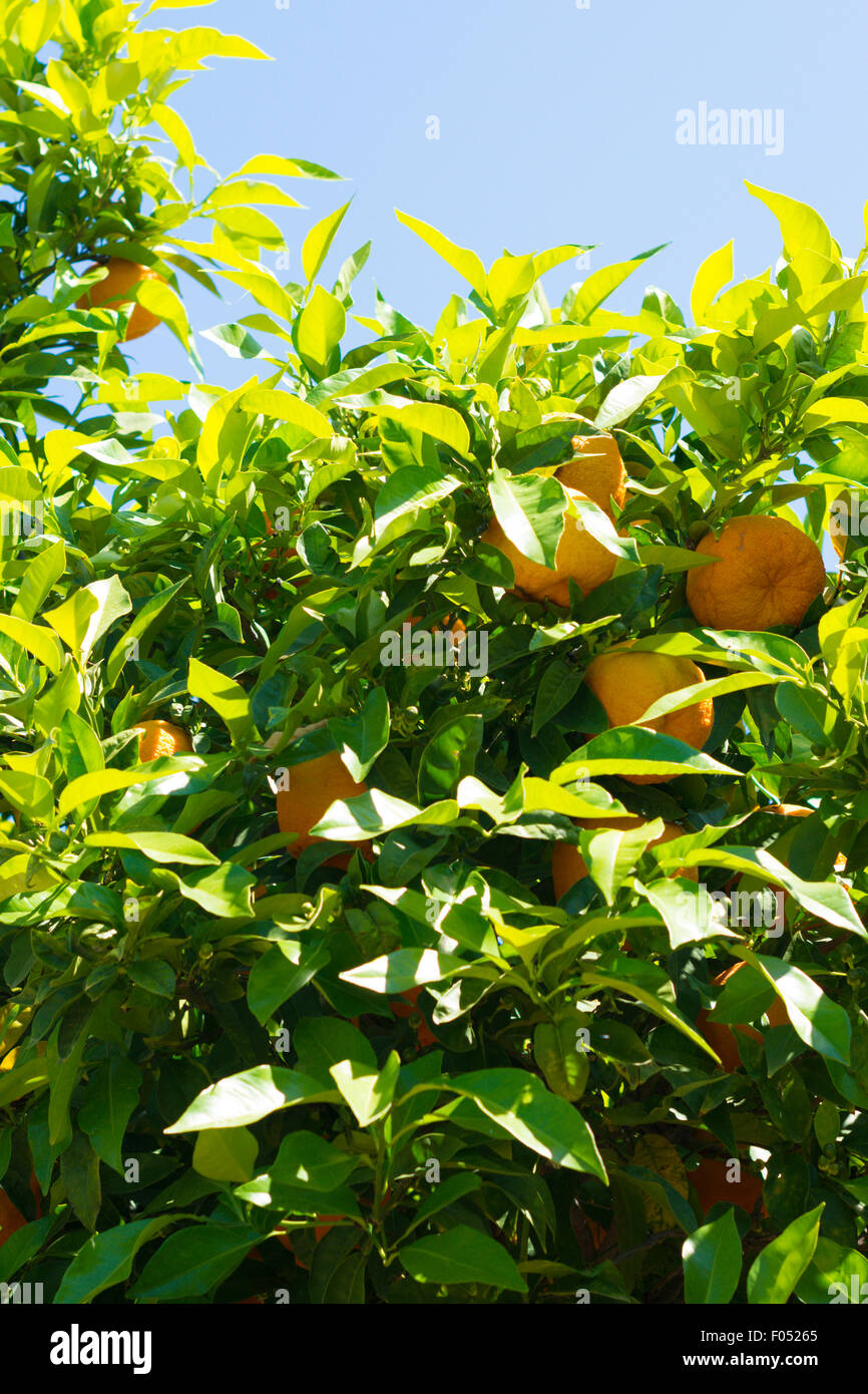 Orange Trees in Cordoba or Córdoba, Spain Stock Photo - Alamy