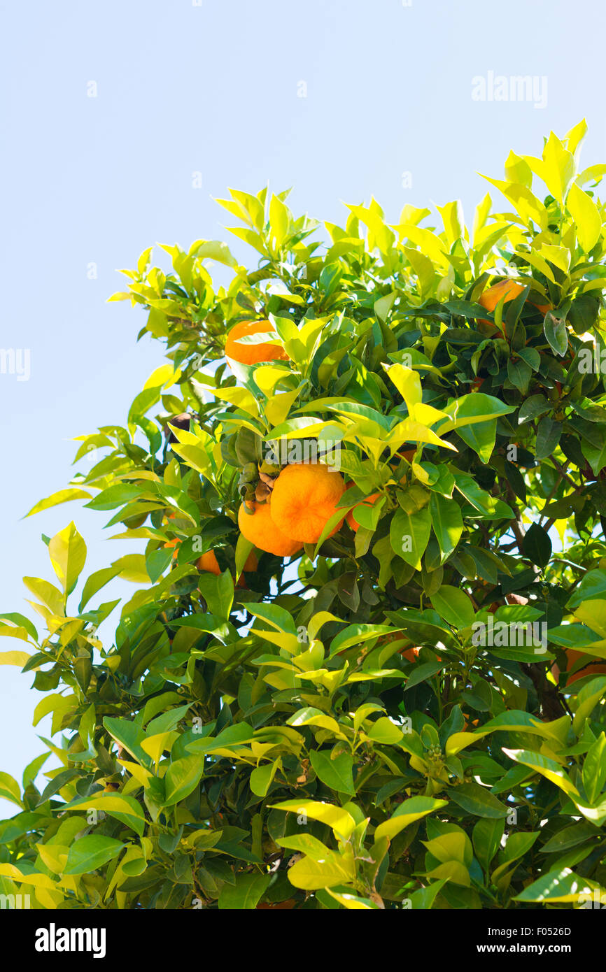 Orange Trees in Cordoba or Córdoba, Spain Stock Photo - Alamy