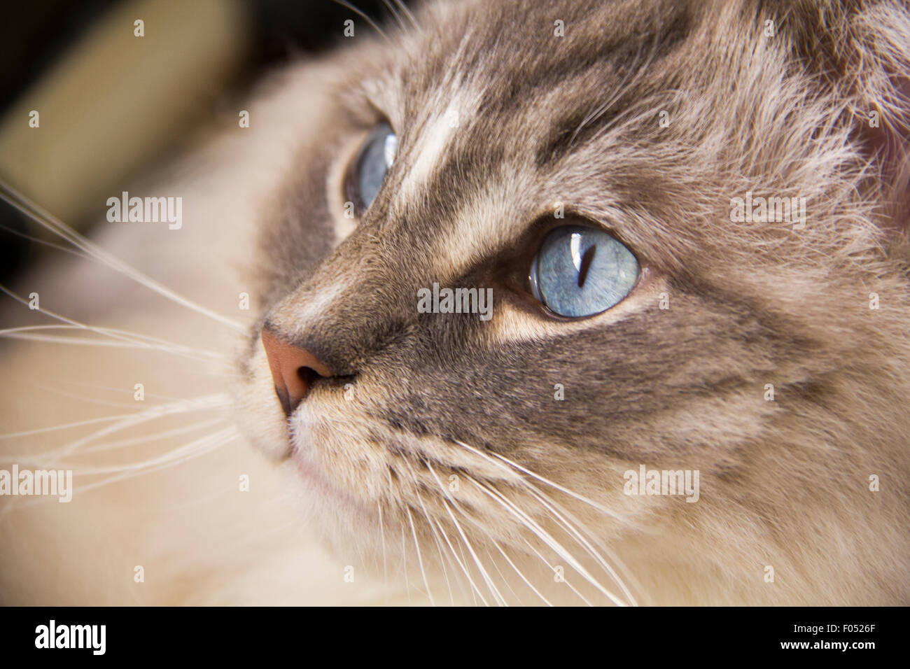 Closeup of the beautiful blue eye of a ragdoll cat Stock Photo - Alamy