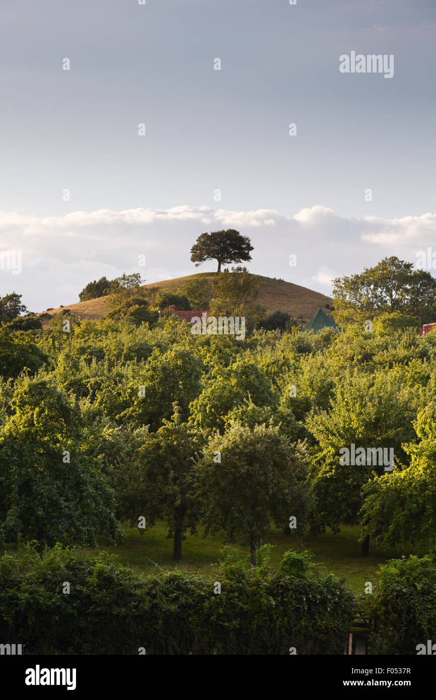 Cider apple orchard uk hi-res stock photography and images - Alamy
