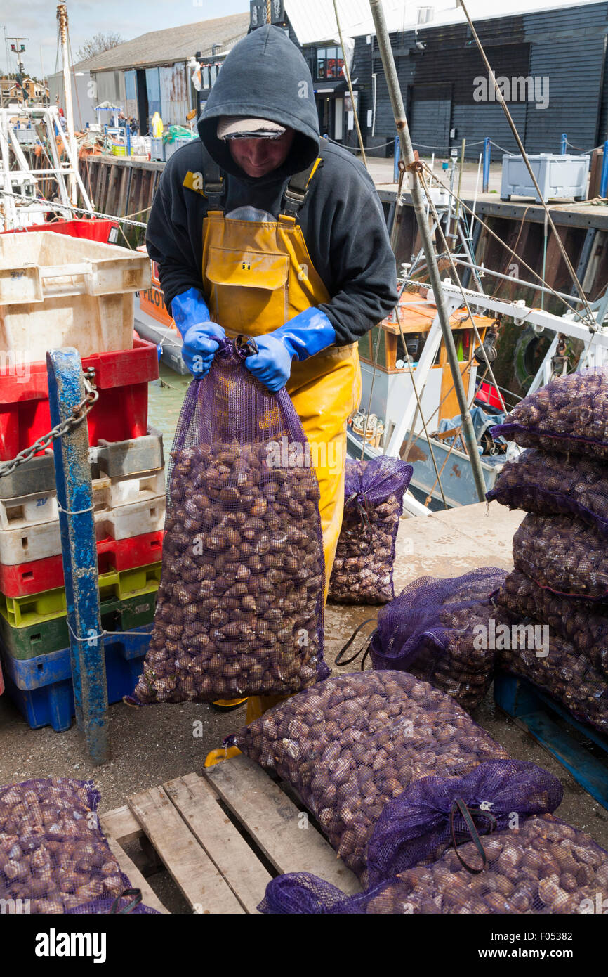 Fisheries worker handles bags of fresh whelk / landing freshly caught ...