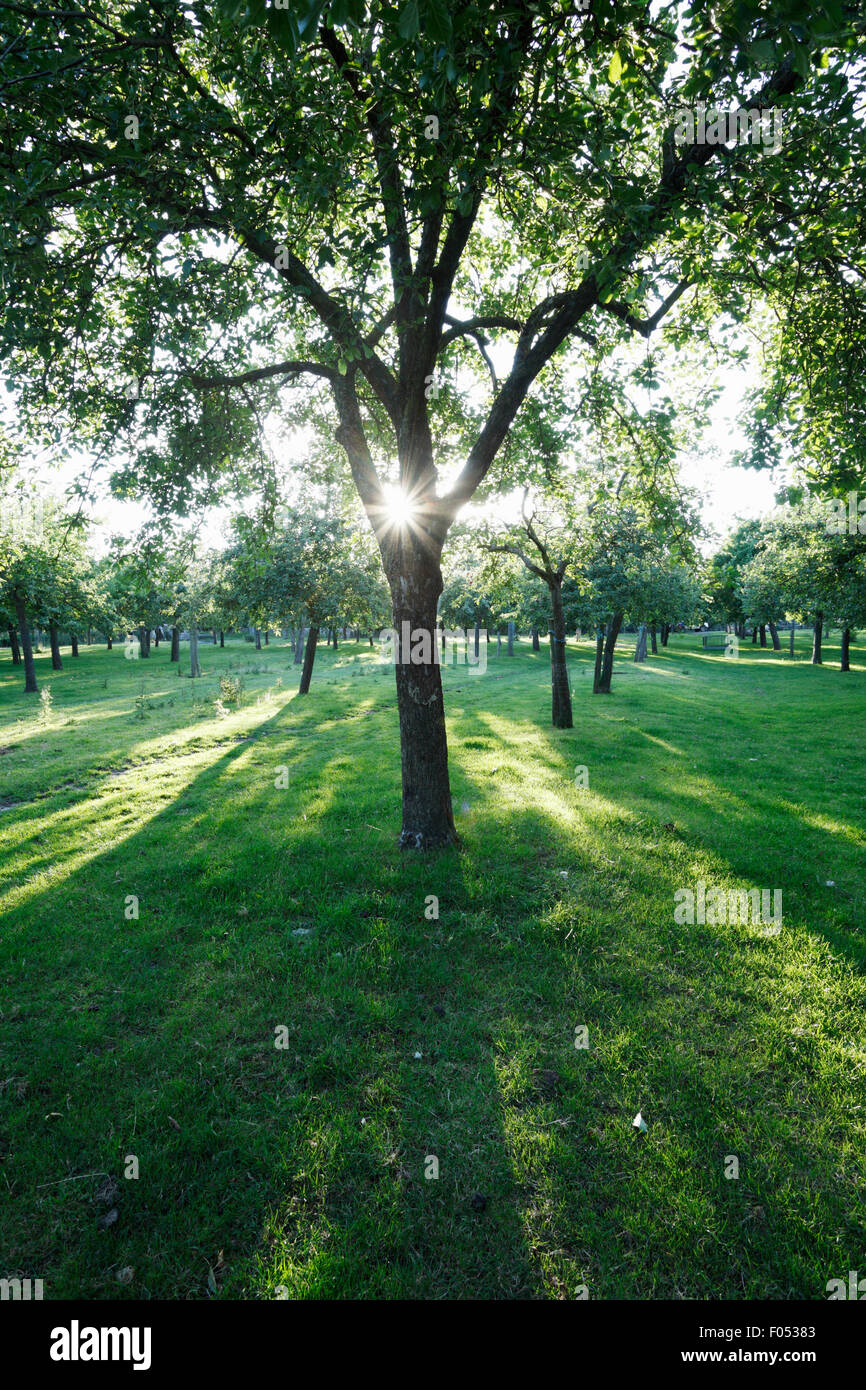 Cider apple orchard uk hi-res stock photography and images - Alamy