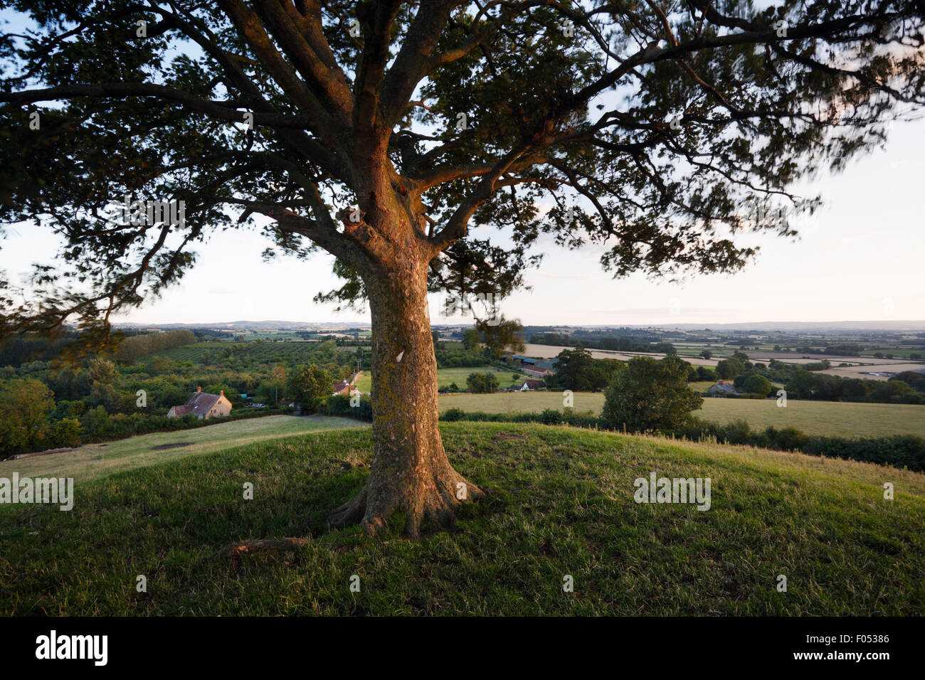 Burrow hill tree hi-res stock photography and images - Alamy
