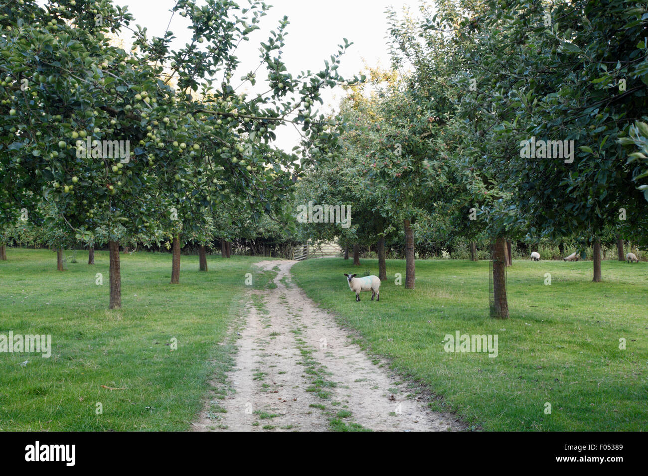 Cider apple orchard uk hi-res stock photography and images - Alamy