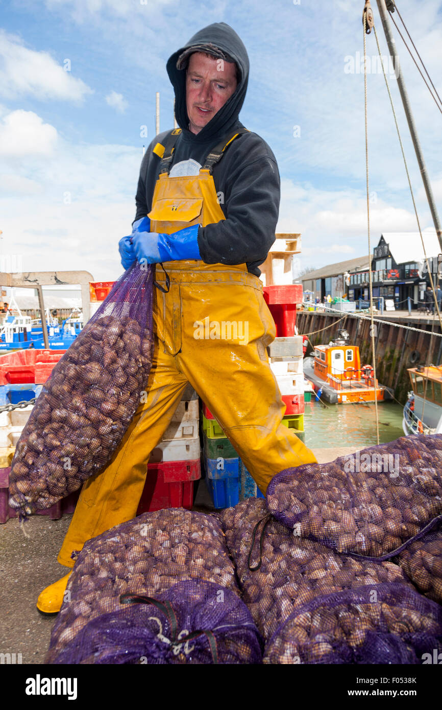 Fisheries worker handles bags of fresh whelk / landing freshly caught ...