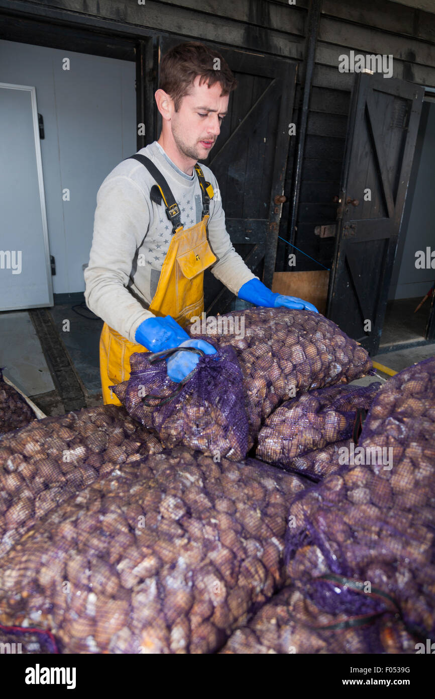 Whelks whitstable hi-res stock photography and images - Alamy