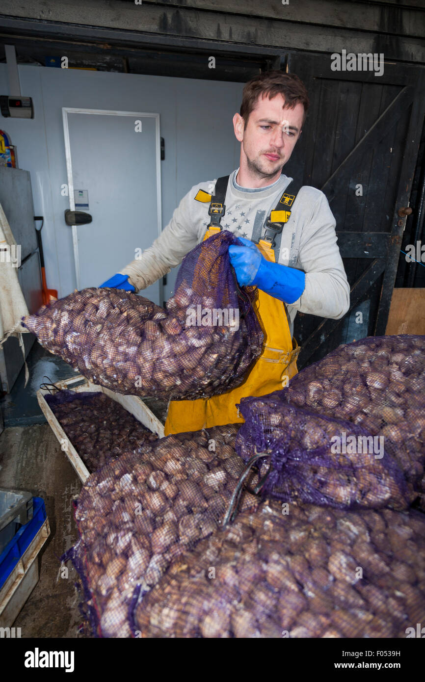 Fisheries worker handles bags of fresh whelk / landing freshly caught ...