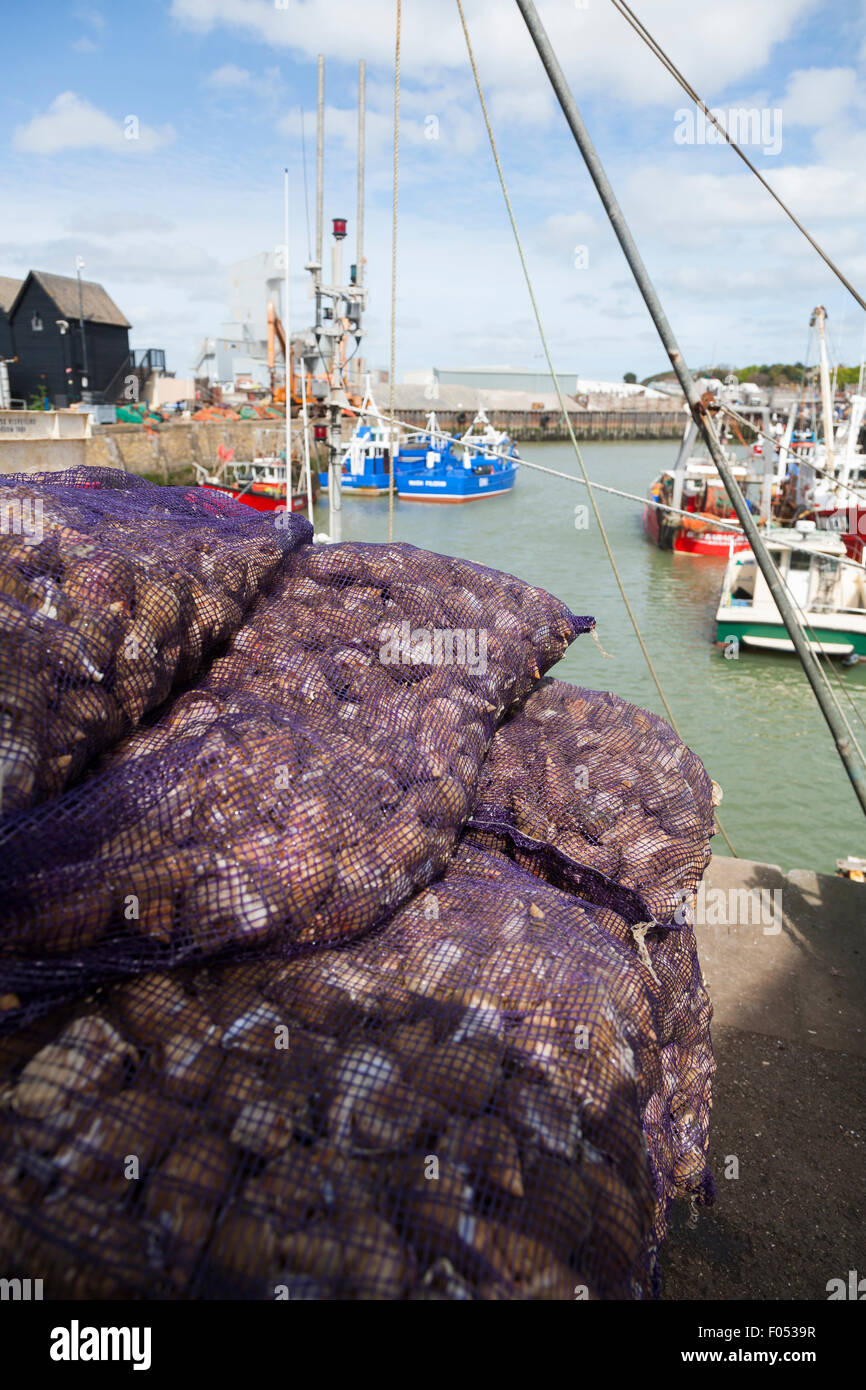 Net bags of fresh whelk / landing freshly caught whelks (shellfish ...