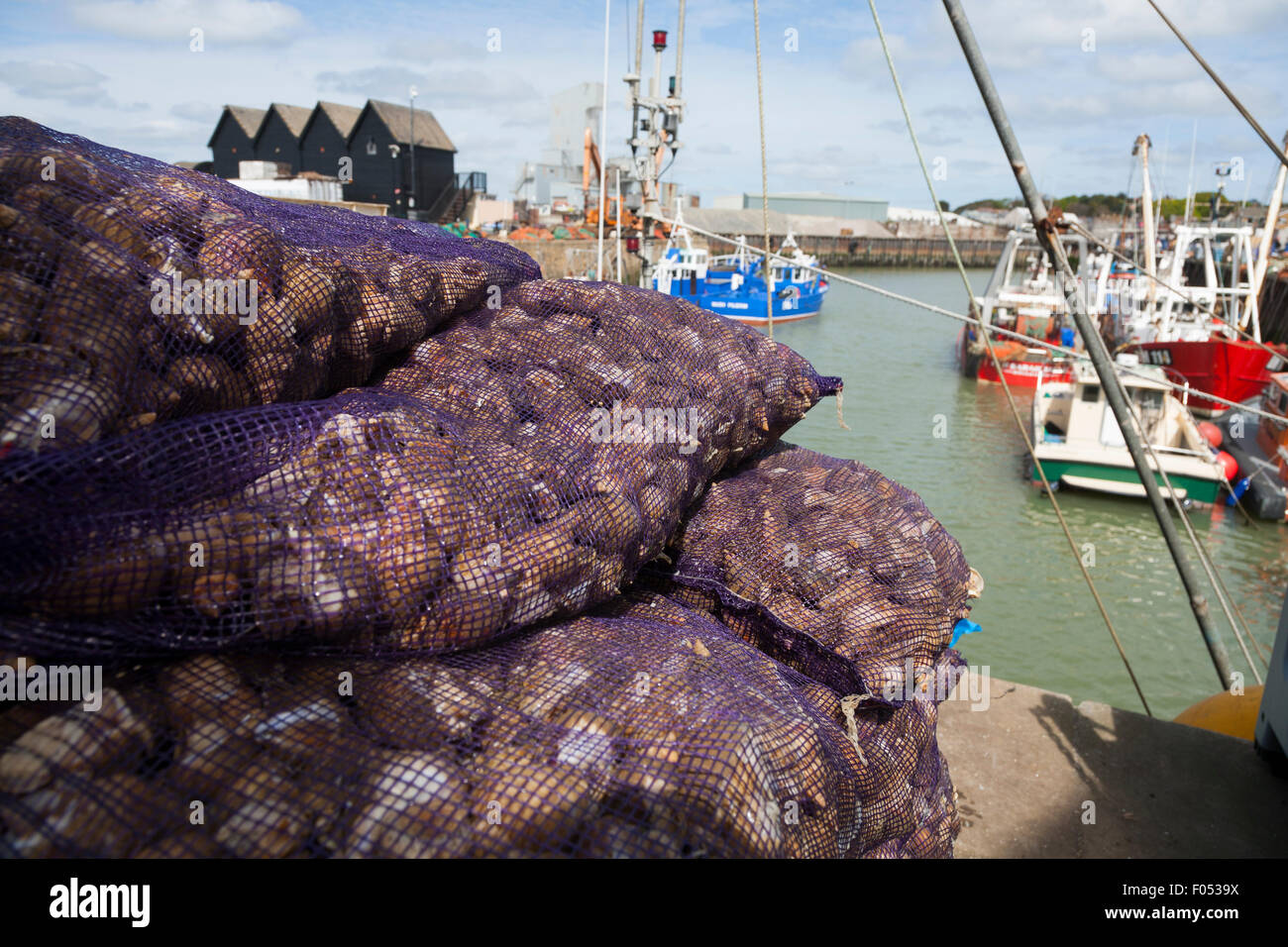 Net bags of fresh whelk / landing freshly caught whelks (shellfish ...
