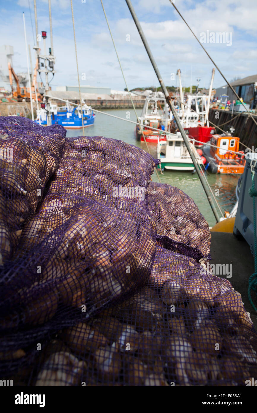 Whelk catch hi-res stock photography and images - Alamy