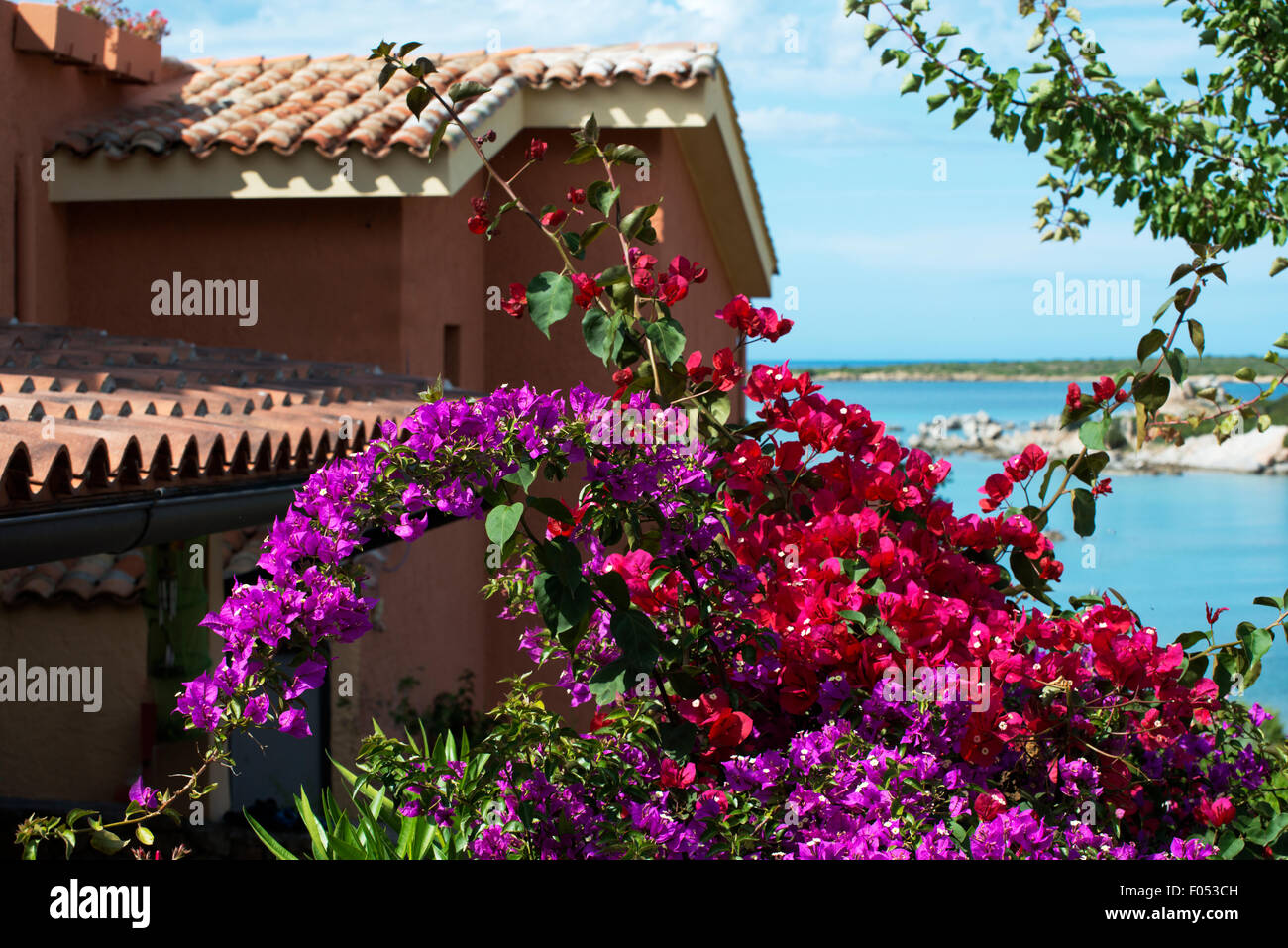 Sardinia, Italy: flowers of Bugainvillea Stock Photo - Alamy