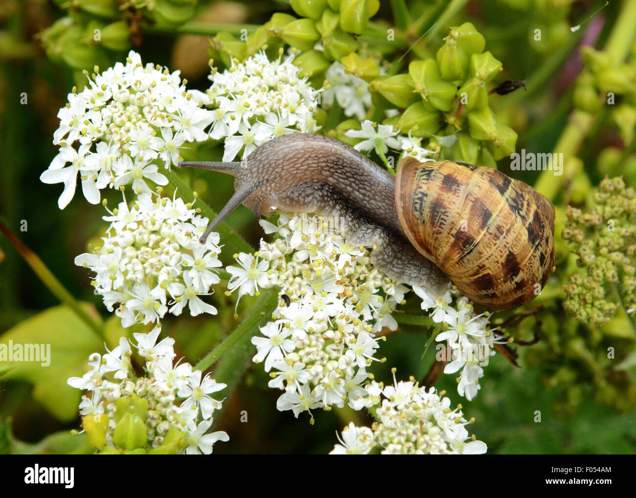 Snails on Wild Flowers Stock Photo - Alamy