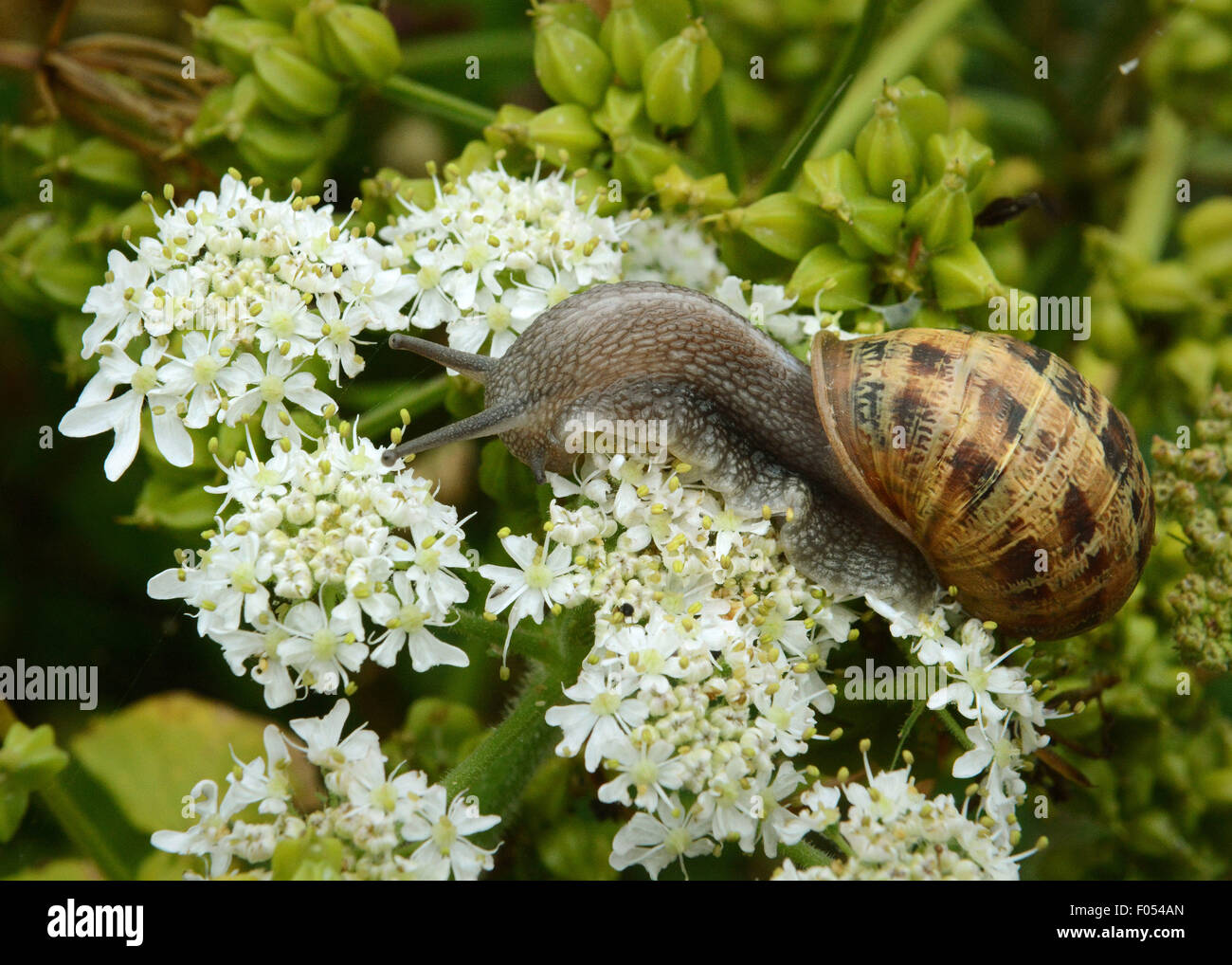 English Snail High Resolution Stock Photography and Images - Alamy