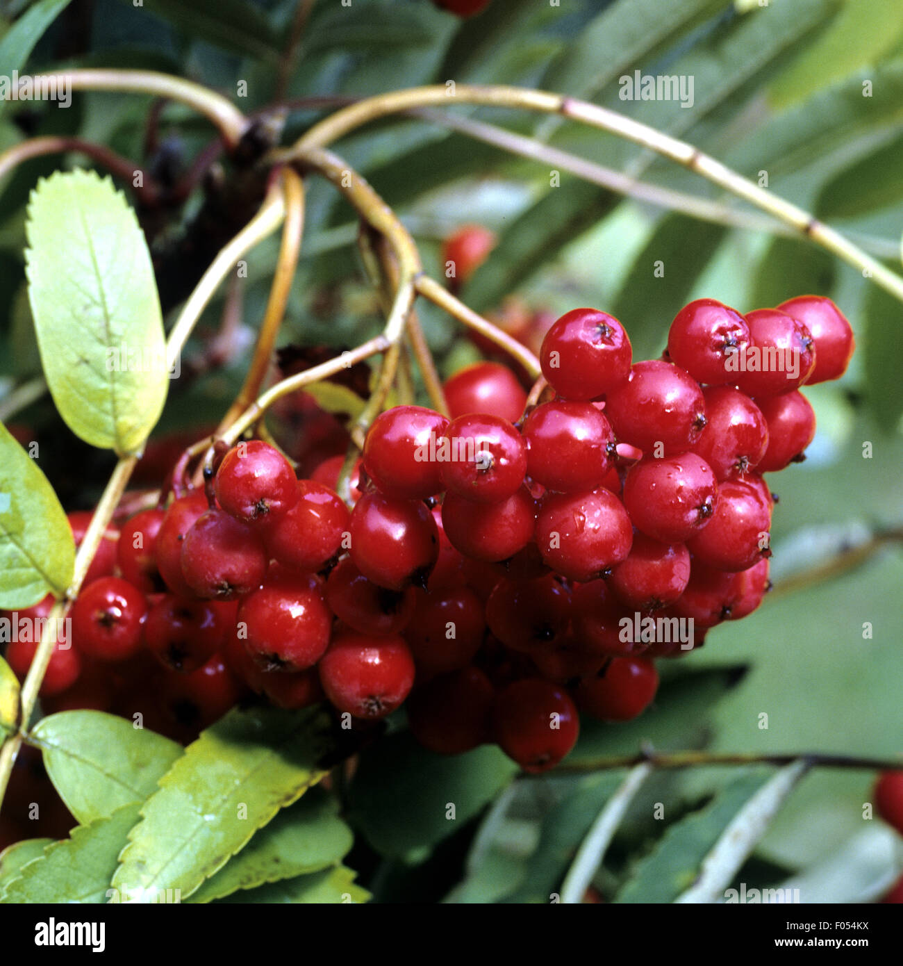 Eberesche, Sorbus, aucuparia, Fruechte Stock Photo - Alamy
