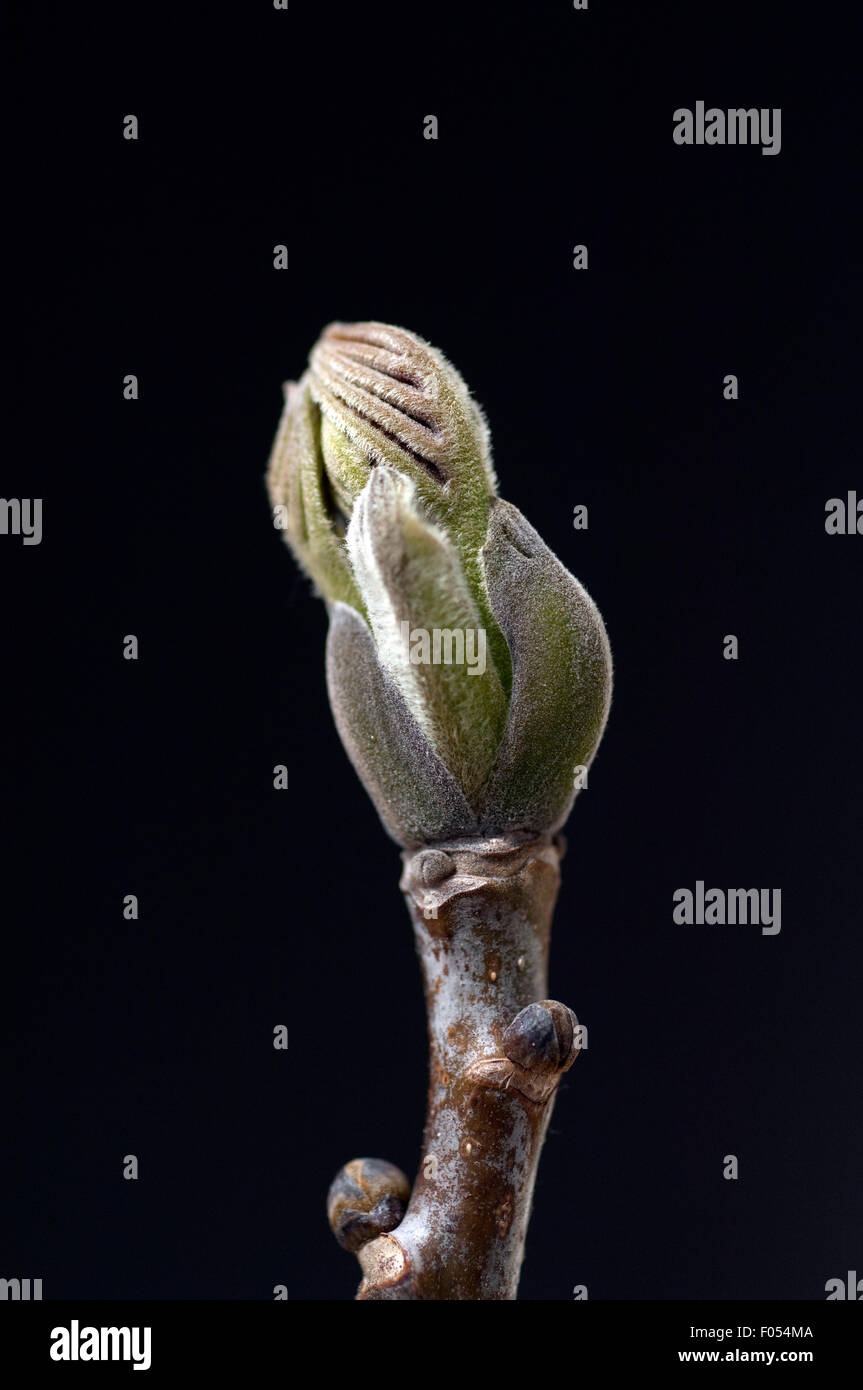Junge knospen hi-res stock photography and images - Alamy
