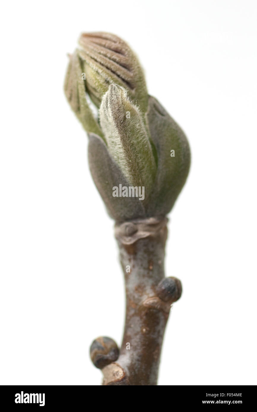 Junge knospen hi-res stock photography and images - Alamy