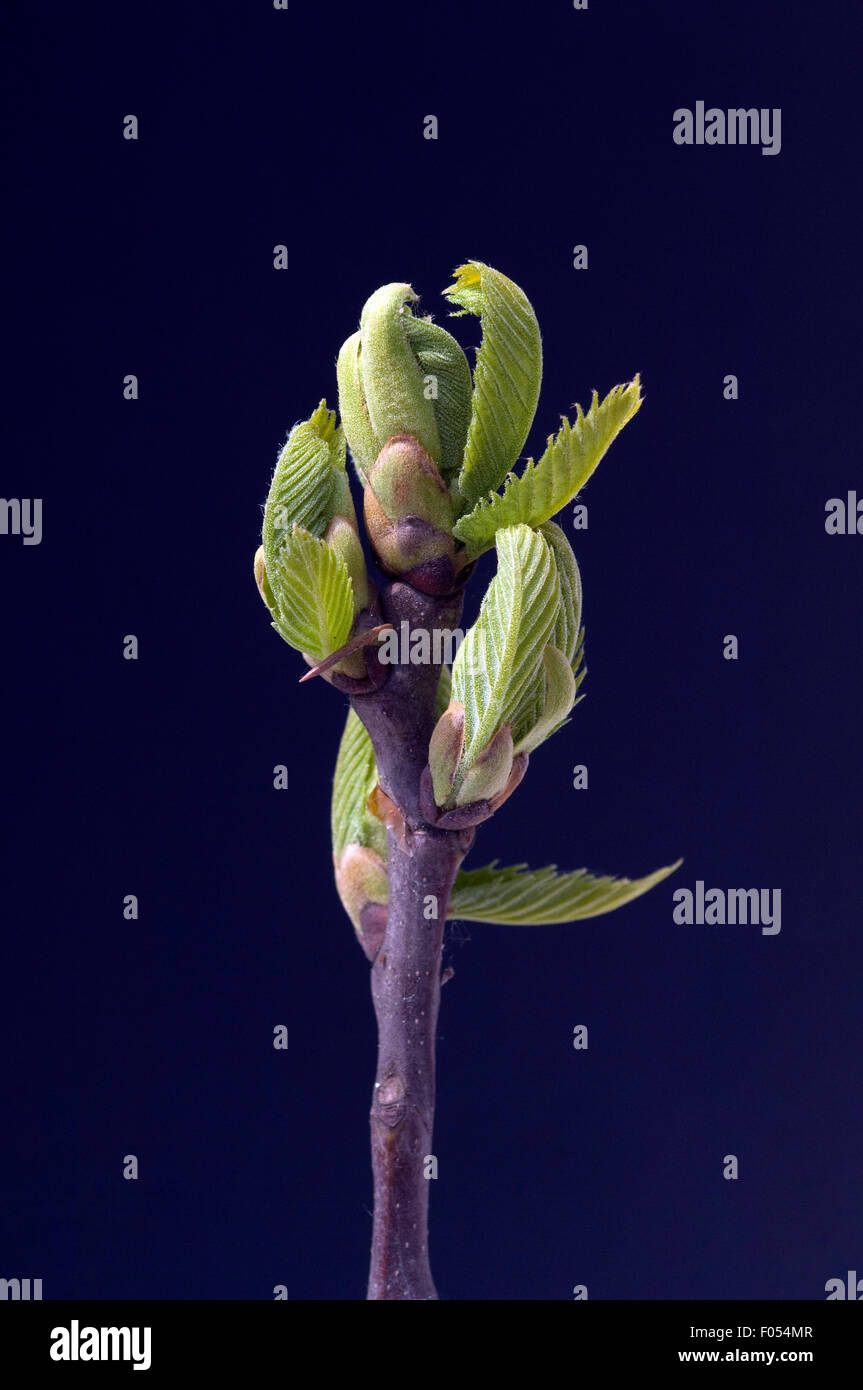 Junge knospen hi-res stock photography and images - Alamy