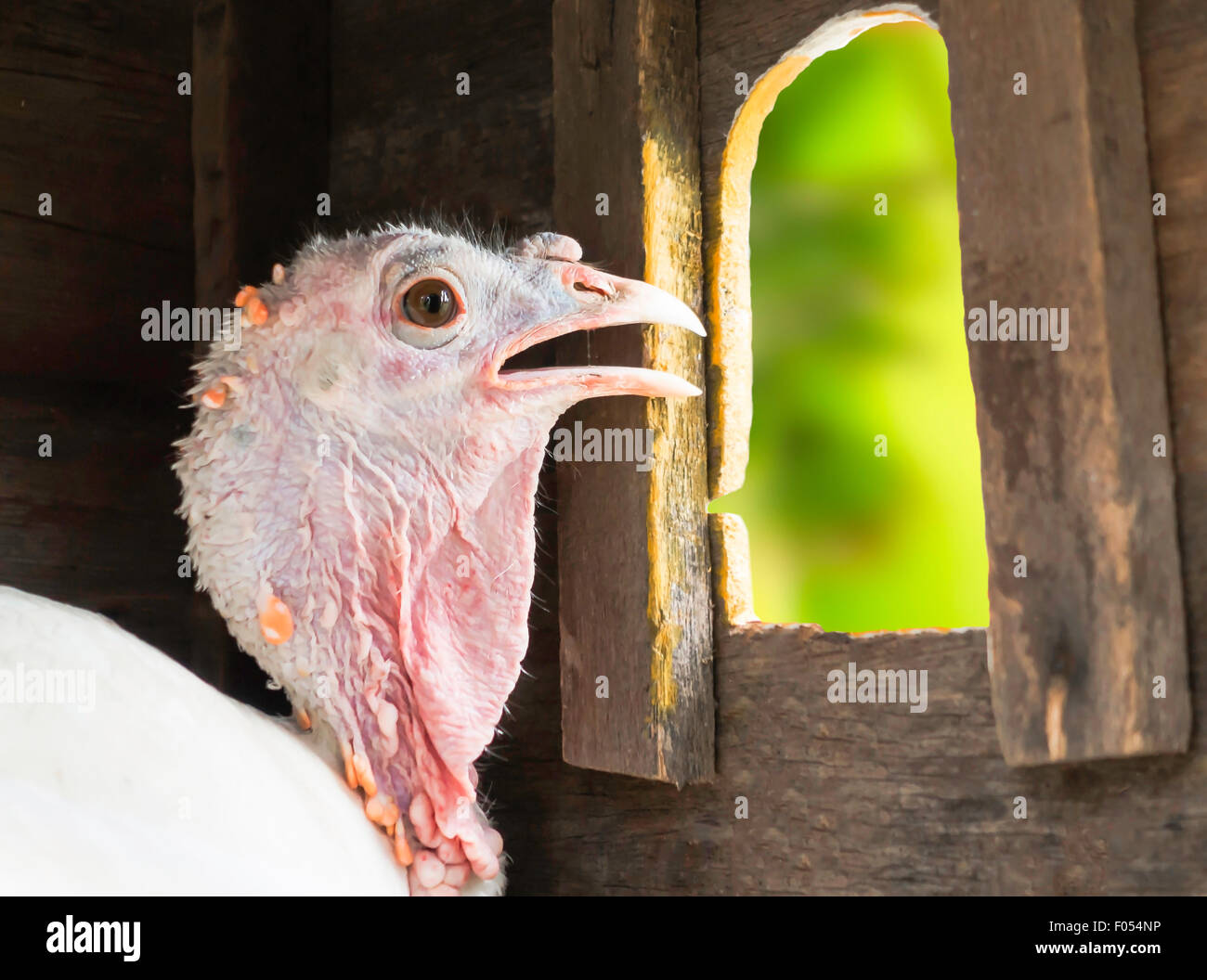Young turkey in poultry farm Stock Photo - Alamy