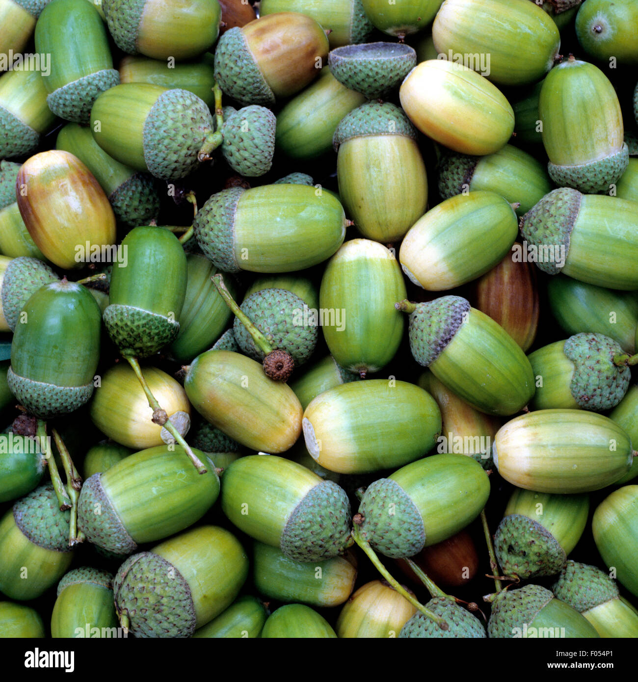 Eicheln hi-res stock photography and images - Alamy