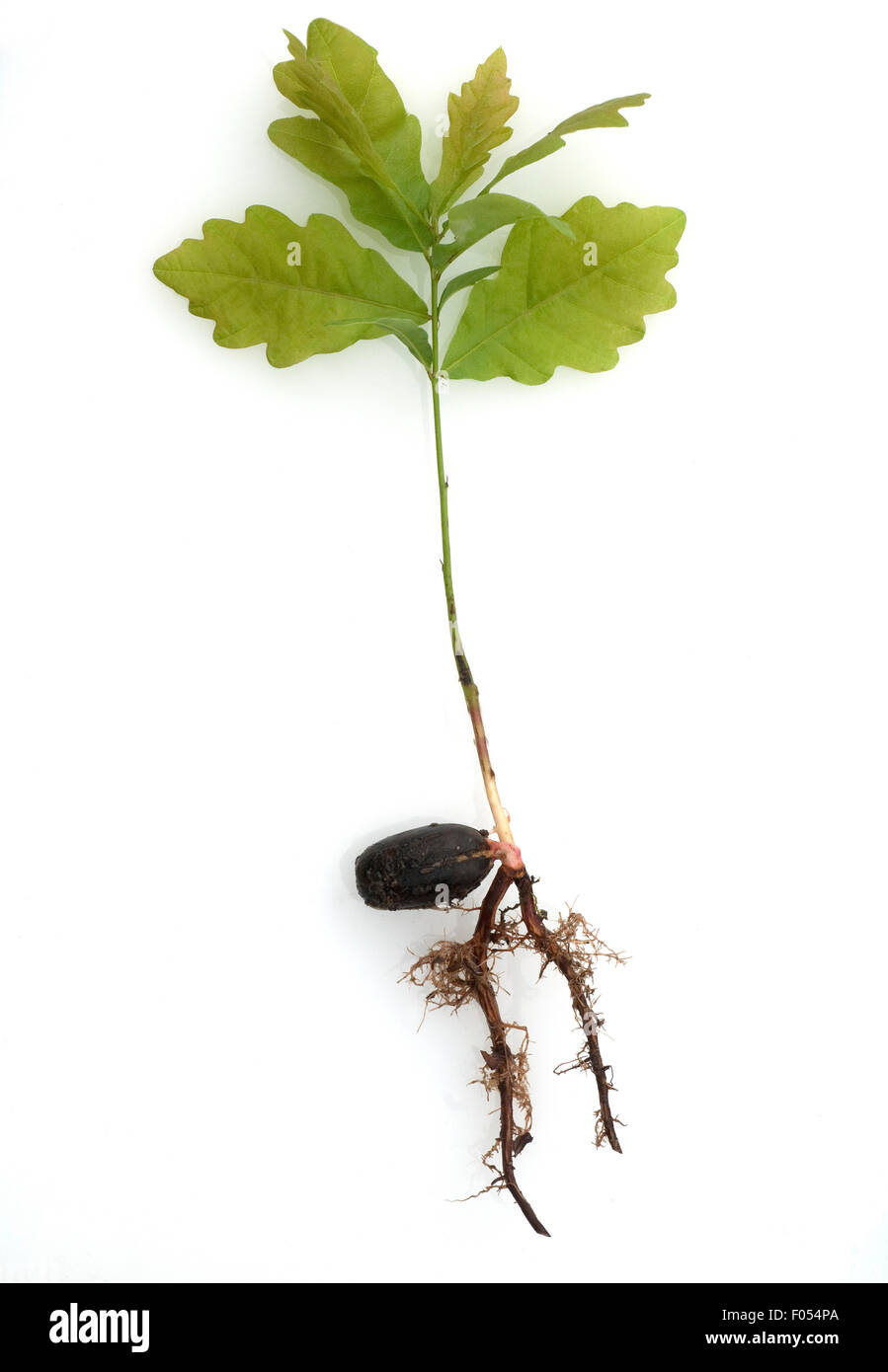 Einen samen pflanzen hi-res stock photography and images - Alamy