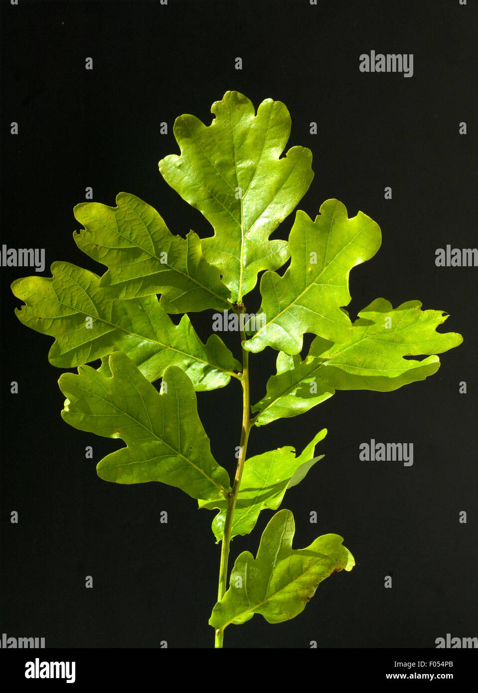 Eichenblaetter, Eichenblatt, Quercus, robur Stock Photo - Alamy