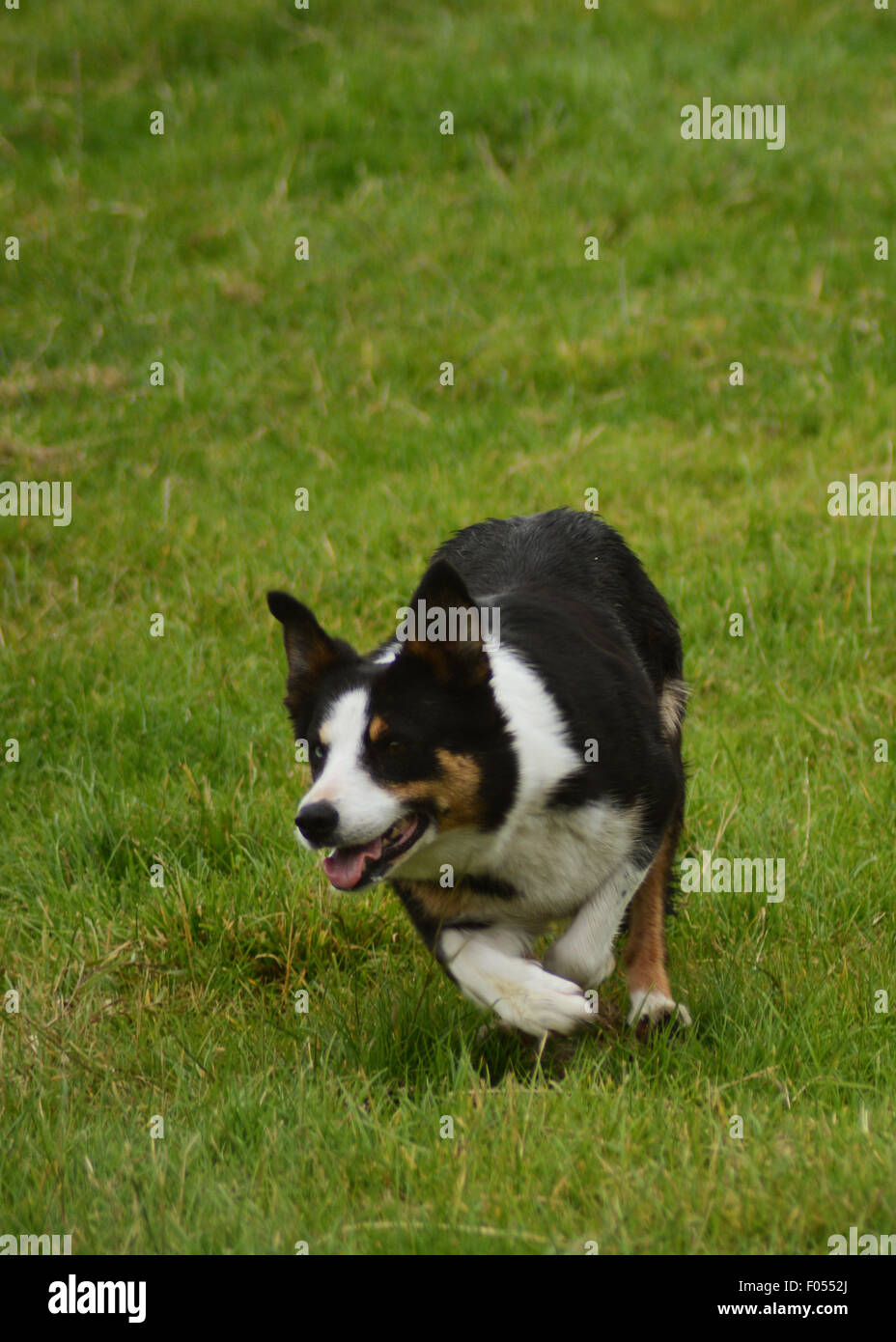 Sheep Flock Sheepdog Borough Farm Mortehoe North Devon Sheepdog Trials ...