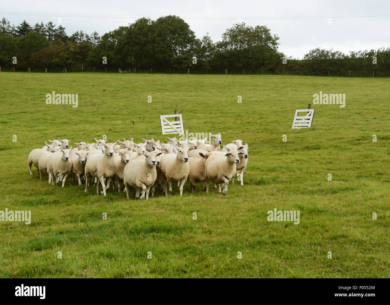 Devon sheep farm hi-res stock photography and images - Alamy