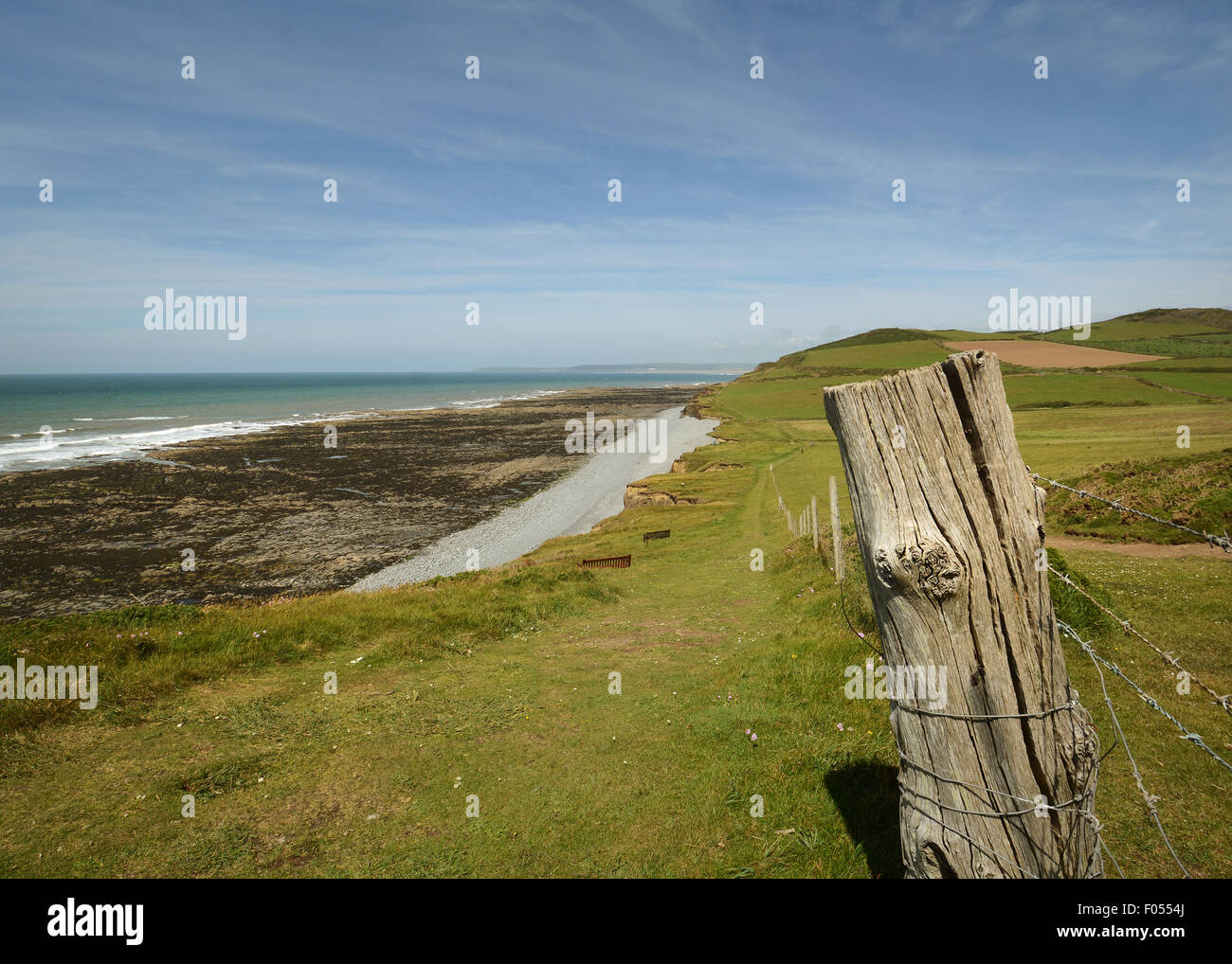 Abbotsham sheep hi-res stock photography and images - Alamy