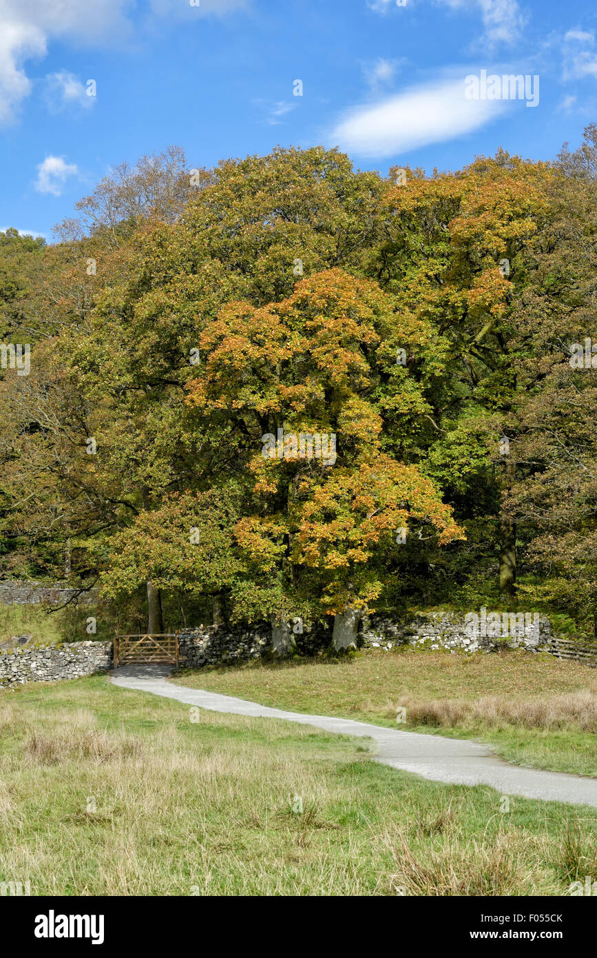 Beautiful trees in autumn colours hi-res stock photography and images ...
