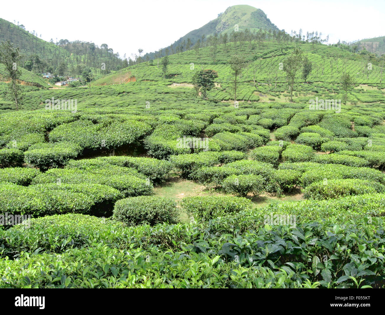 Estate garden malaysia asian hi-res stock photography and images - Alamy