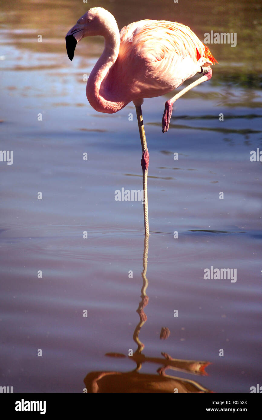 Flamingo pose hi-res stock photography and images - Alamy