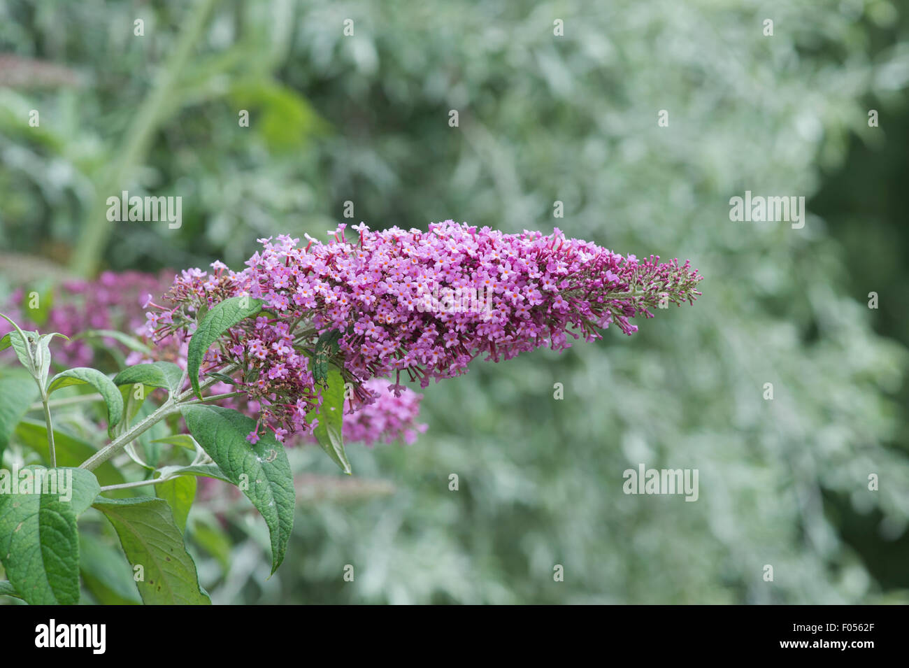 Buddleja Pikei 'Pink delight'. Butterfly bush 'Pink Delight' Stock ...