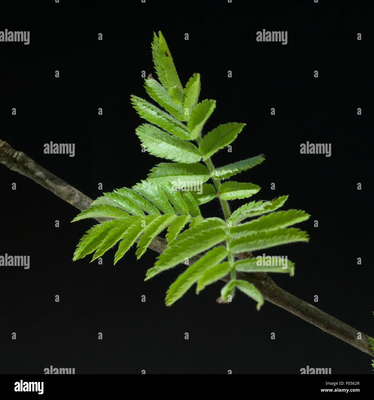 Gemeine esche hi-res stock photography and images - Alamy