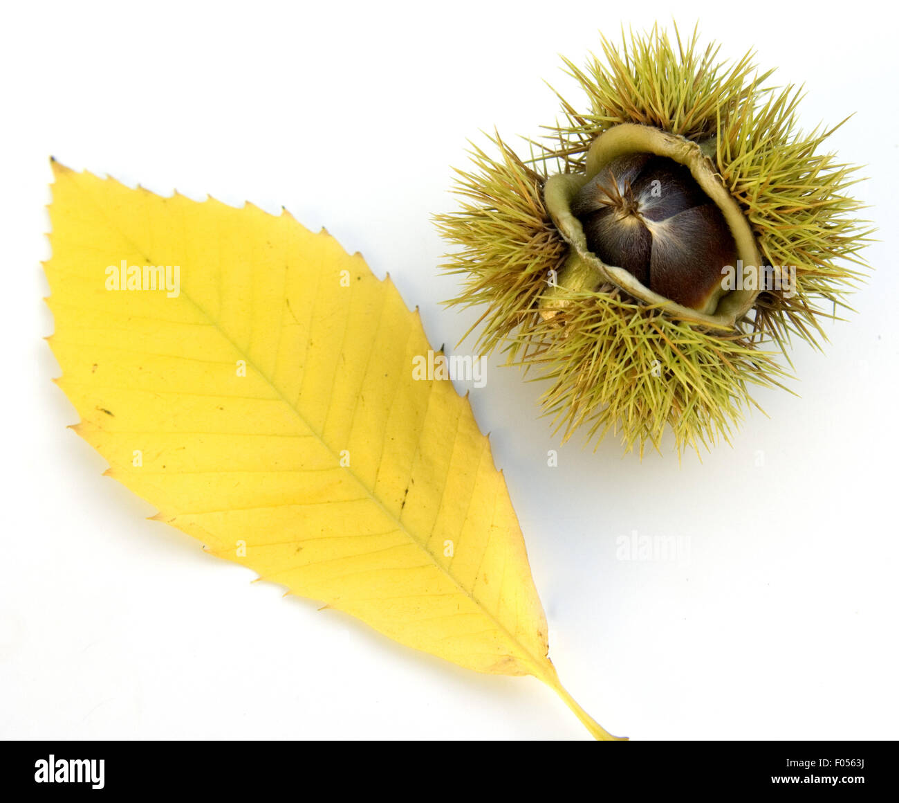Edelkastanie, Castanea, sativa Stock Photo - Alamy