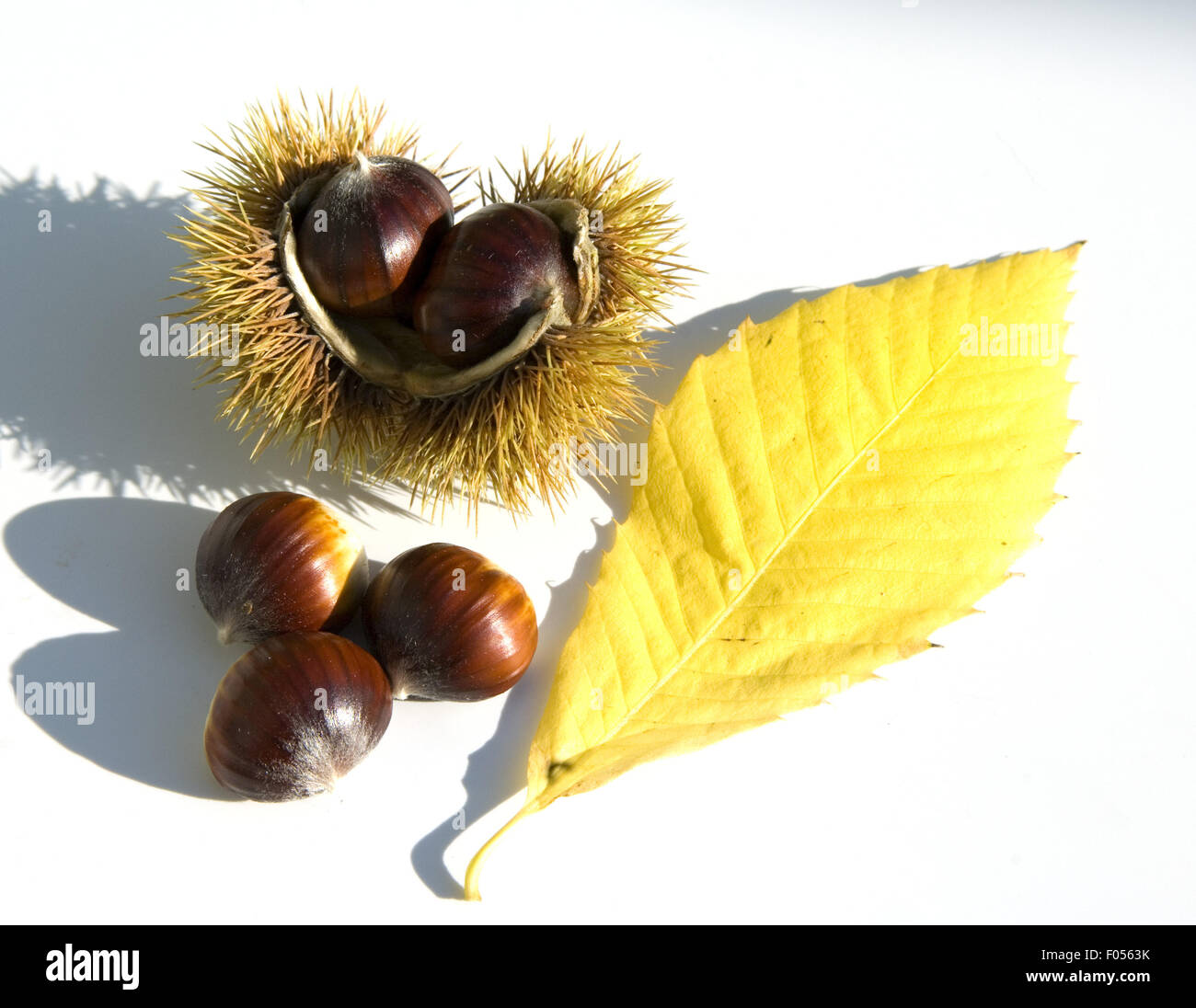 Edelkastanie, Castanea, sativa Stock Photo - Alamy