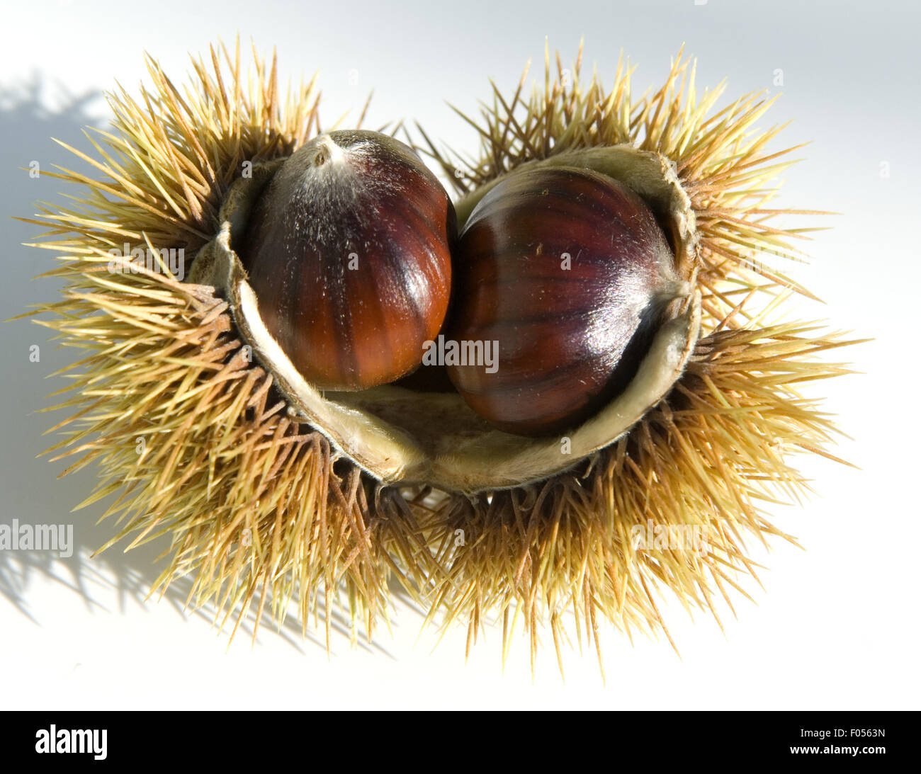 Edelkastanie, Castanea, sativa Stock Photo - Alamy