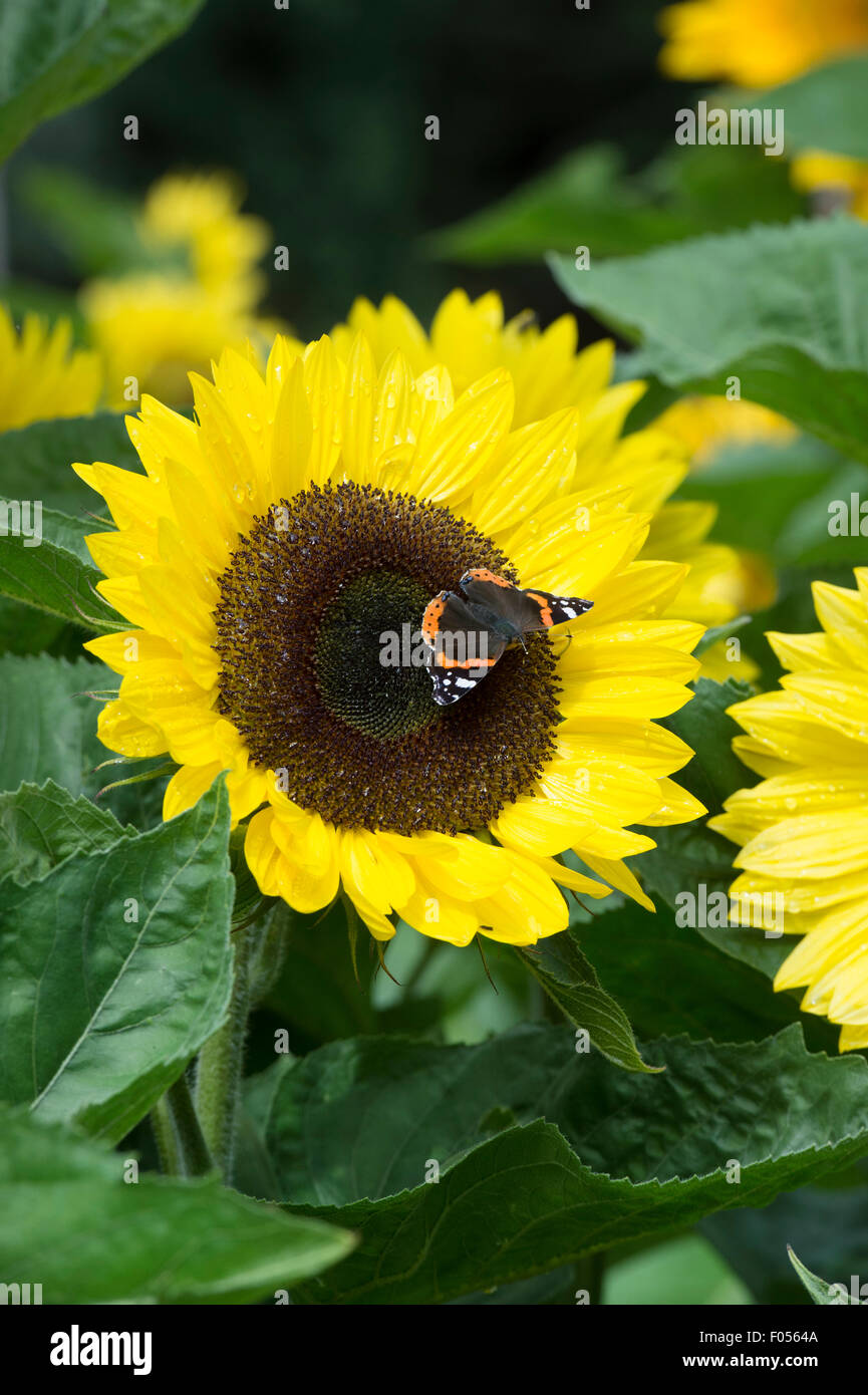 Sunflower sunrich lemon summer hi-res stock photography and images - Alamy