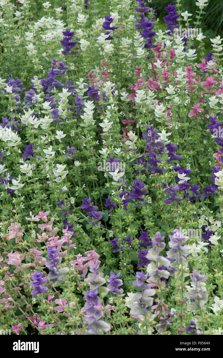 Salvia viridis annual clary sage painted sage leaves hi-res stock ...